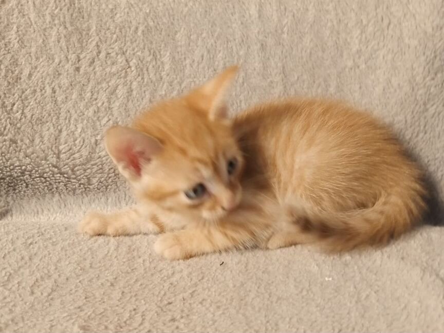 Рыжий котенок