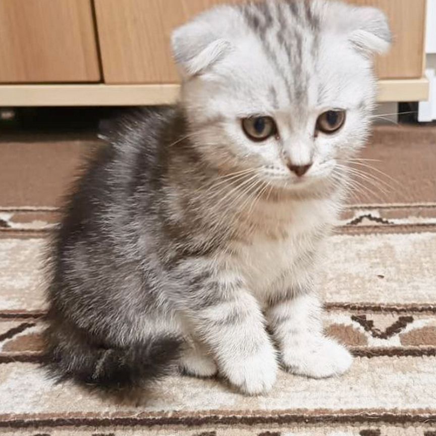 Шотландские вислоухие мини