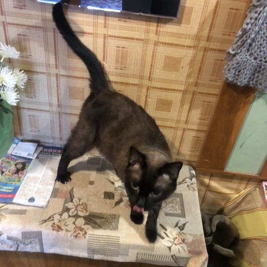 Кот сиамский