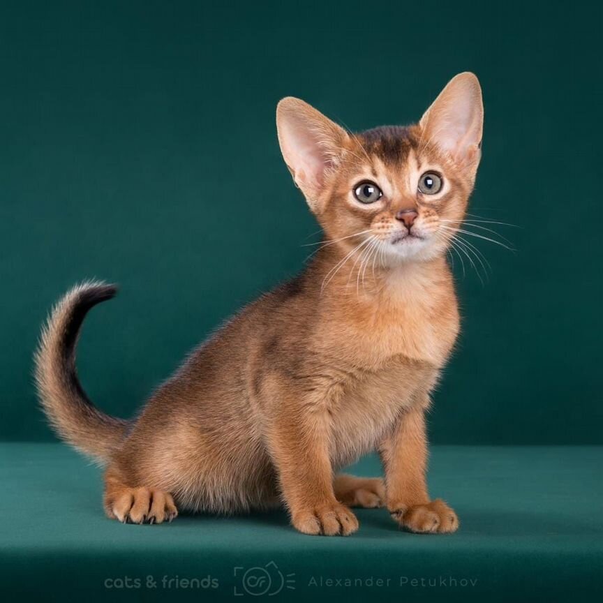 Чистокровный котенок абиссинец