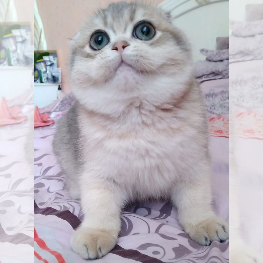 Шотландские котята