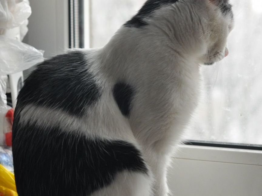 Одинокий котенок