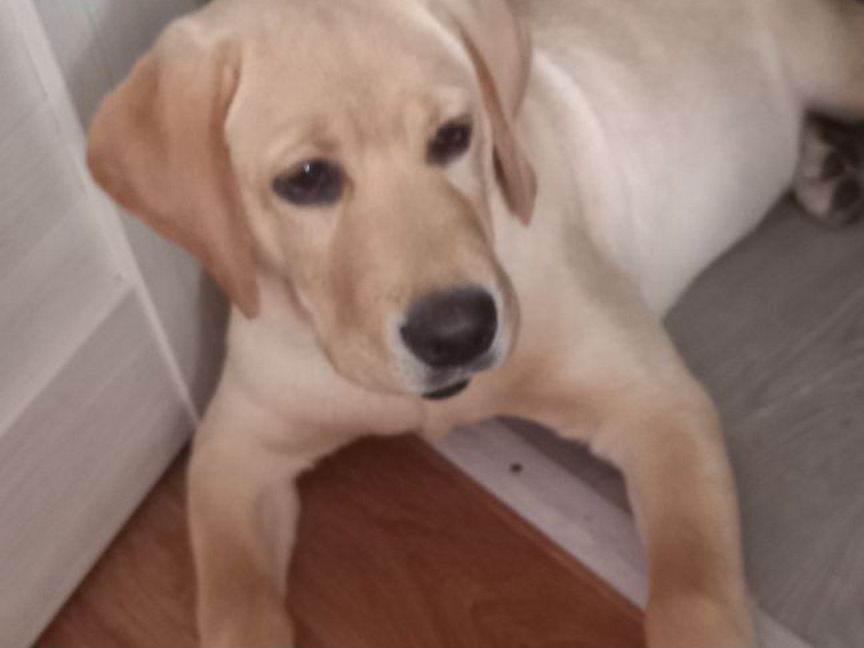 Продам собаку Лабрадор