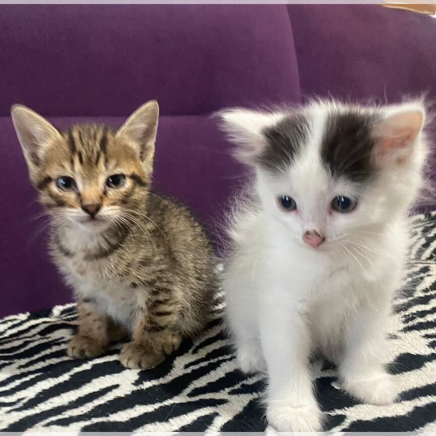Котята в добрые руки бесплатно