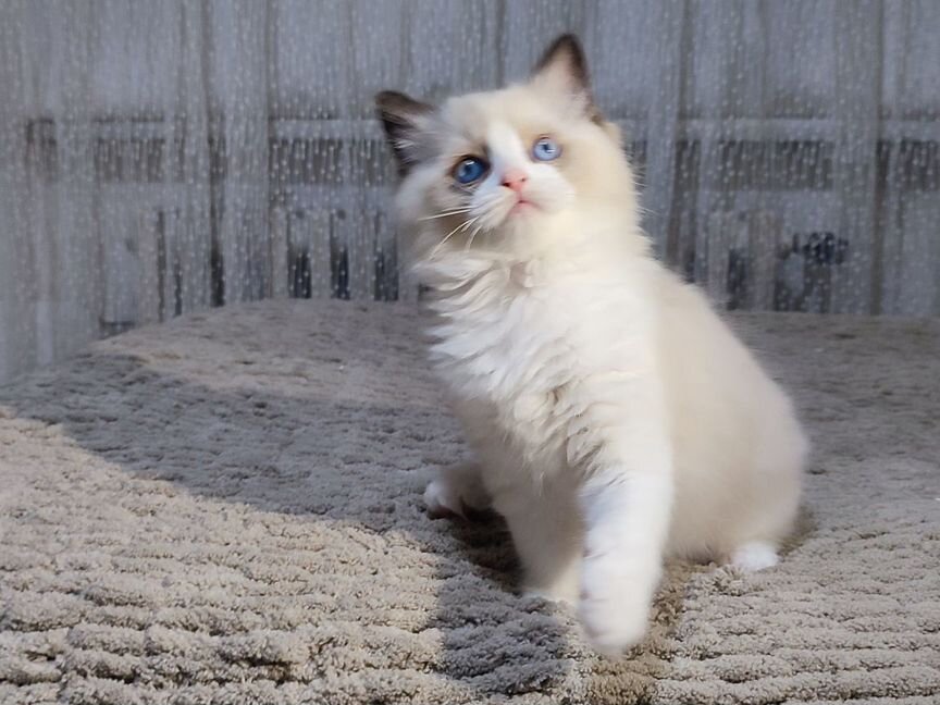 Котята Рэгдолл