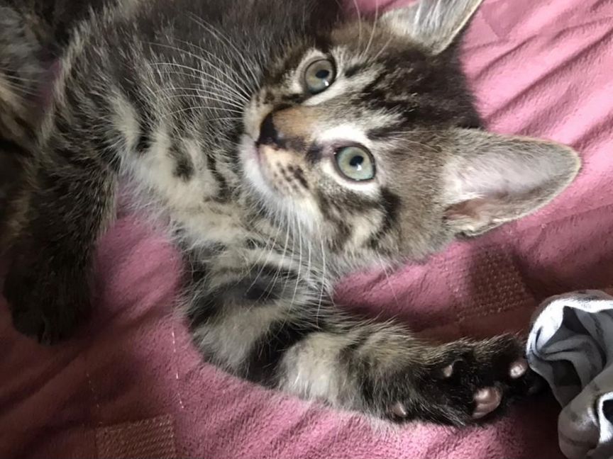 Чудесные домашние котята