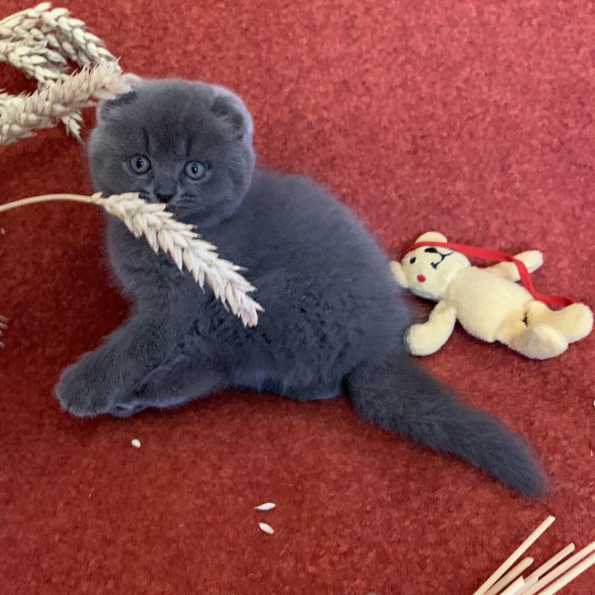 Шотландский вислоухий короткошёрстный котёнок
