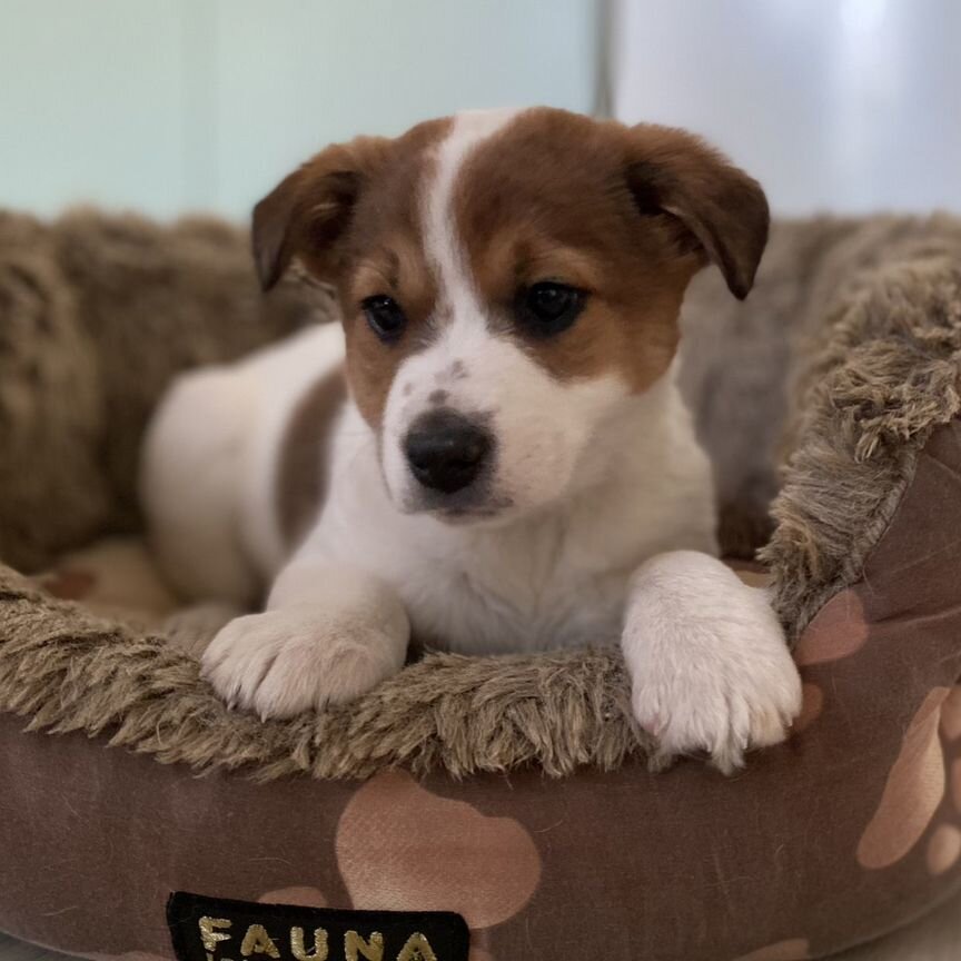 Щенок в добрые руки