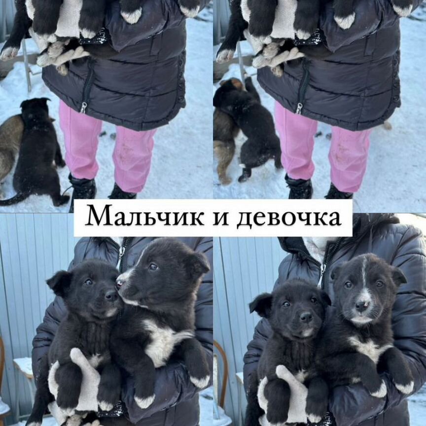 Щенки в беде, на улице. Ищем руки