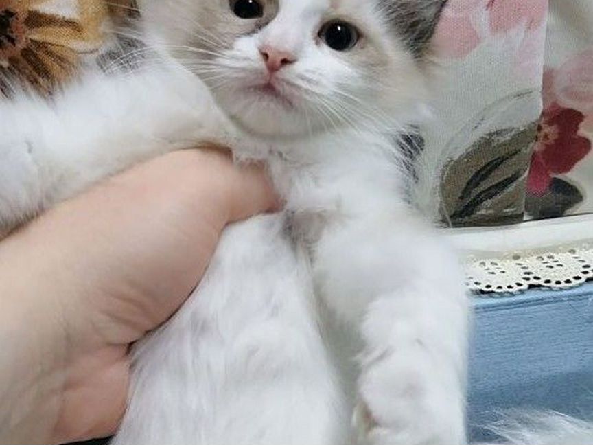 Рэгдолл девчонки