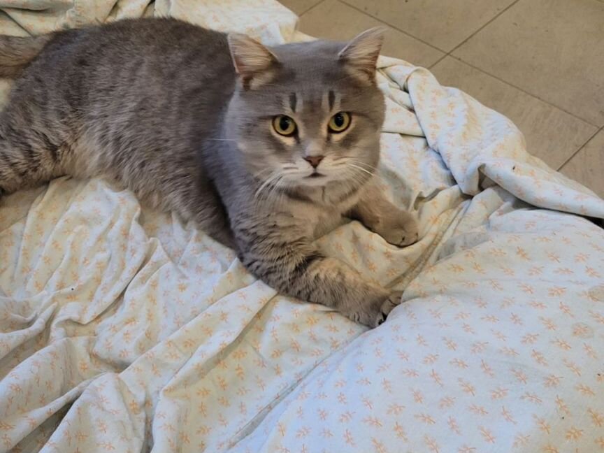 Молодой котик