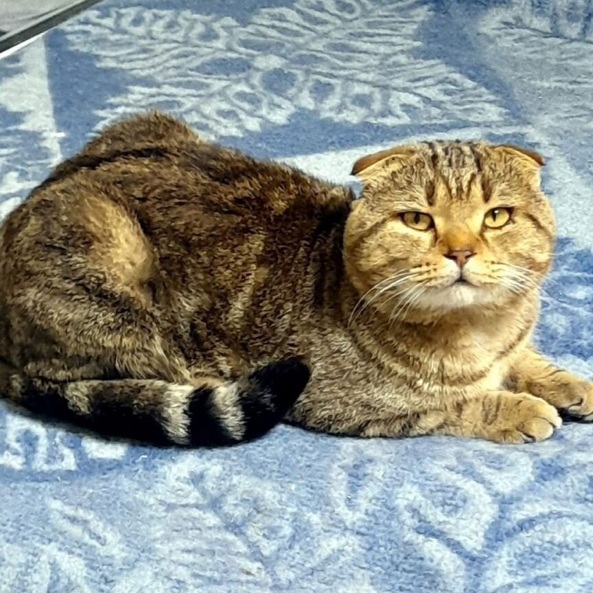 Шотландский вислоухий короткошёрстный, взрослый кот