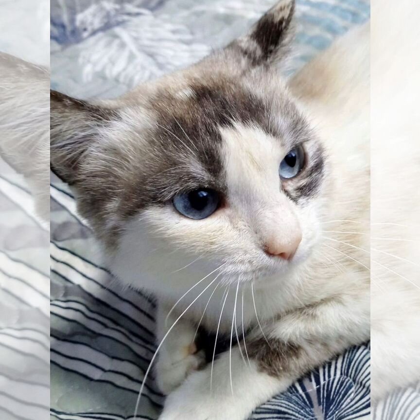 Взрослая кошка в добрые руки