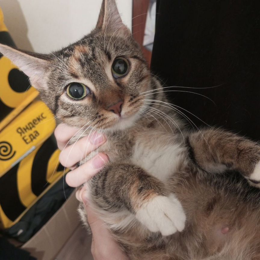 Кошка Машка