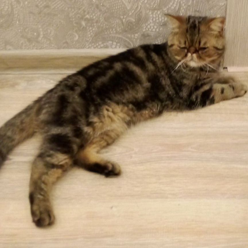 Кошки