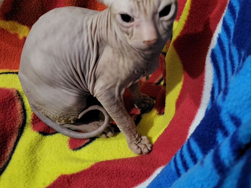 Велюровый сфинкс