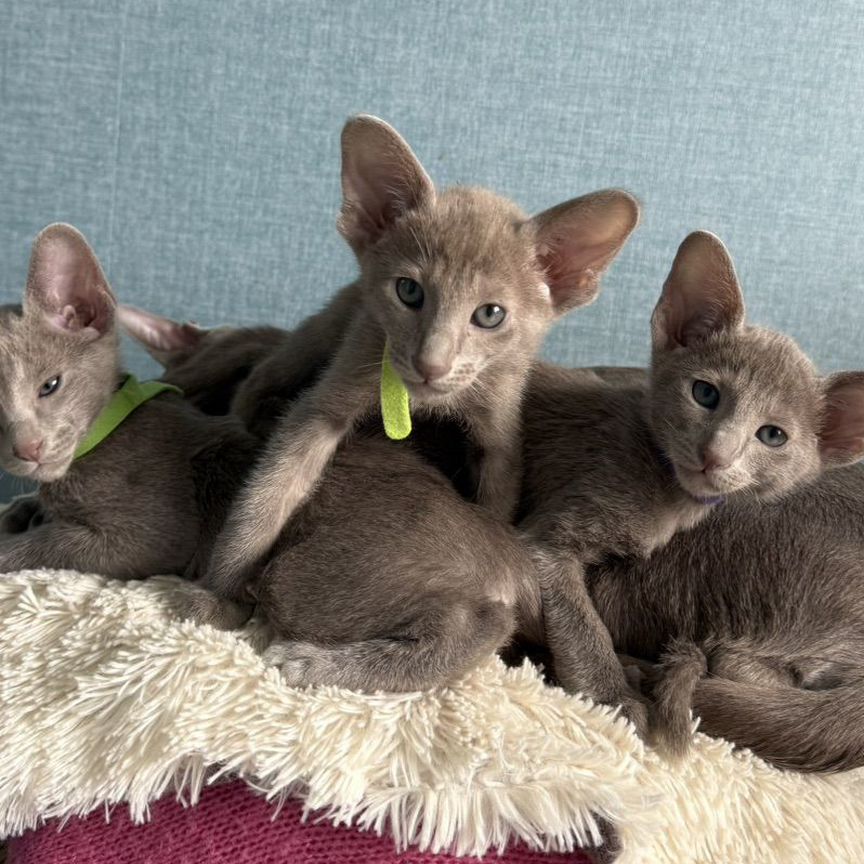 Ориентальные котята