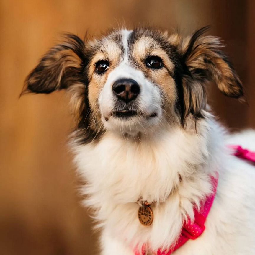 Взрослая собака в добрые руки