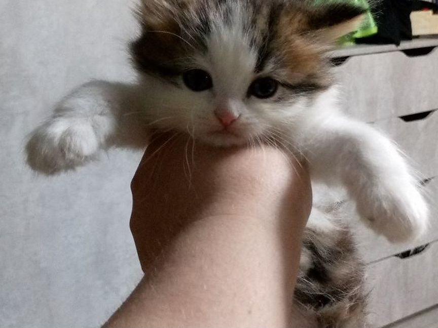 Кошки в добрые руки бесплатно