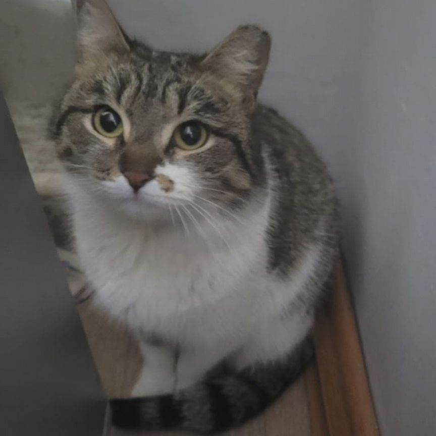 Взрослая, кошка в добрые руки