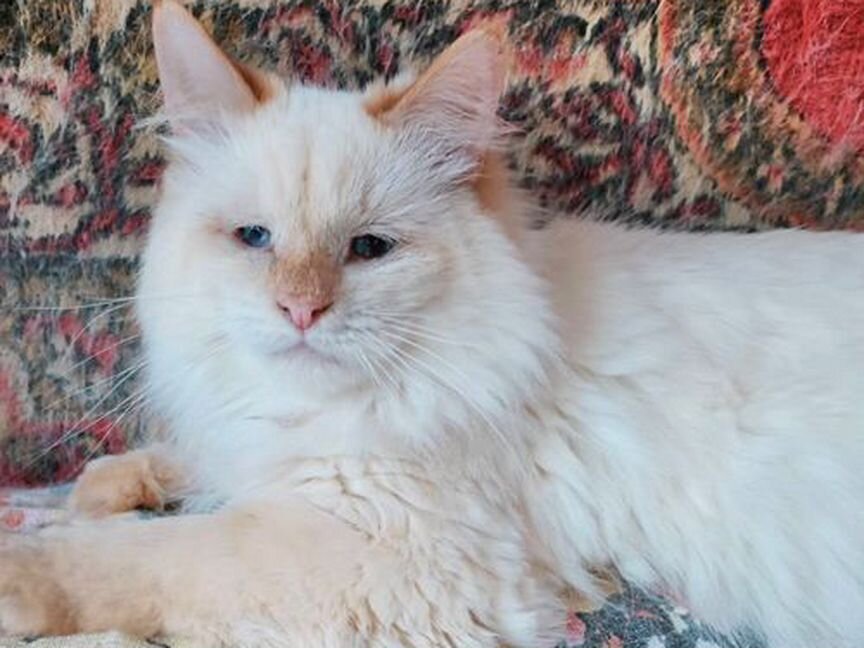 Ласковый котик
