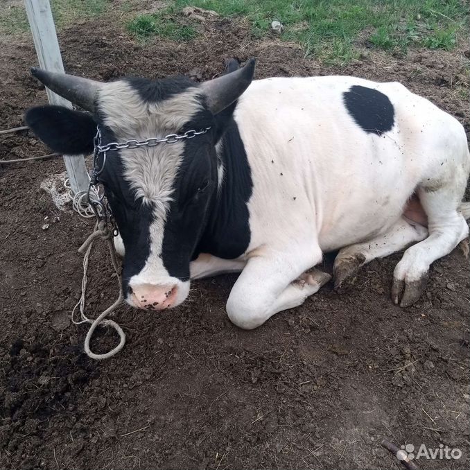 Продам бычки разные возраст на мясо