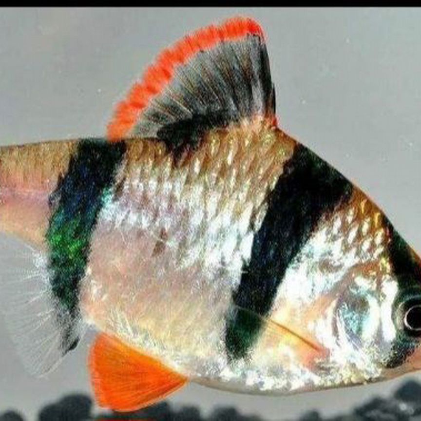 Барбусы и таракатумы