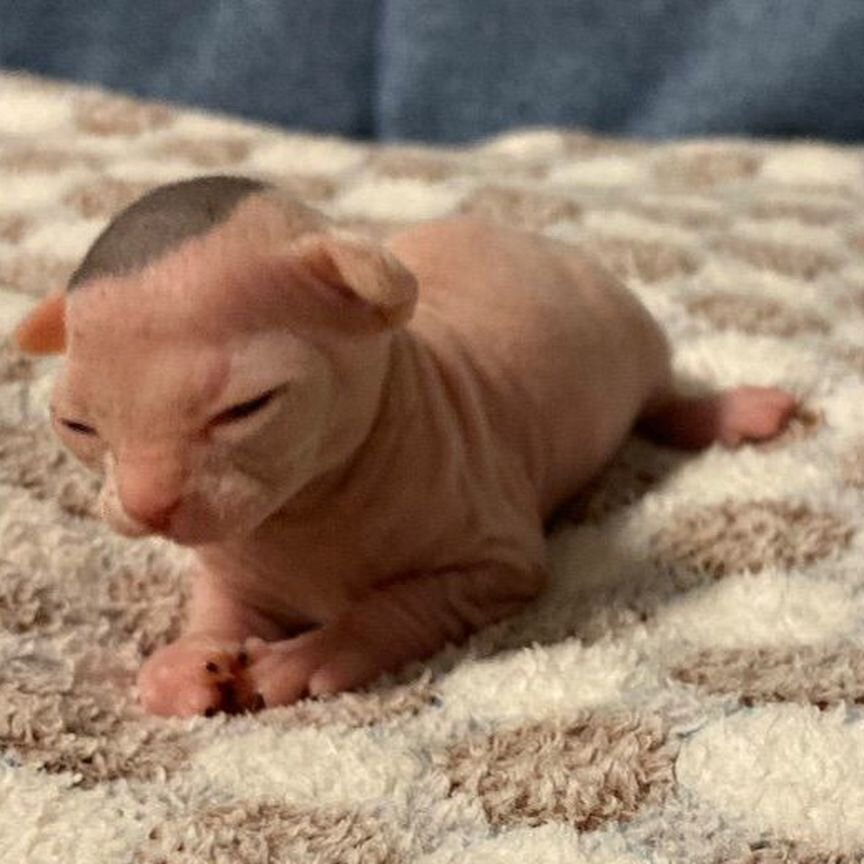 Котята