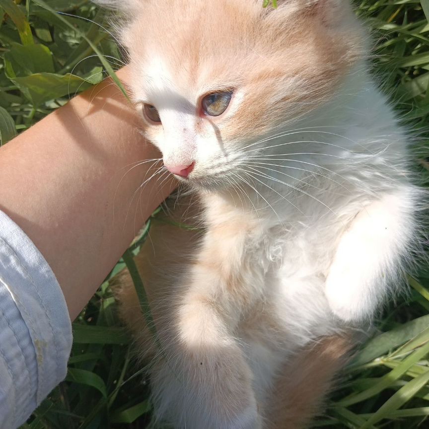 Рыжий котенок мальчик
