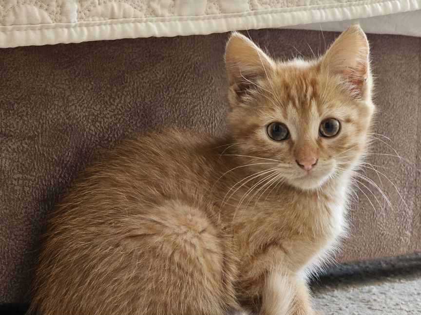 Котёнок 2 месяца кот
