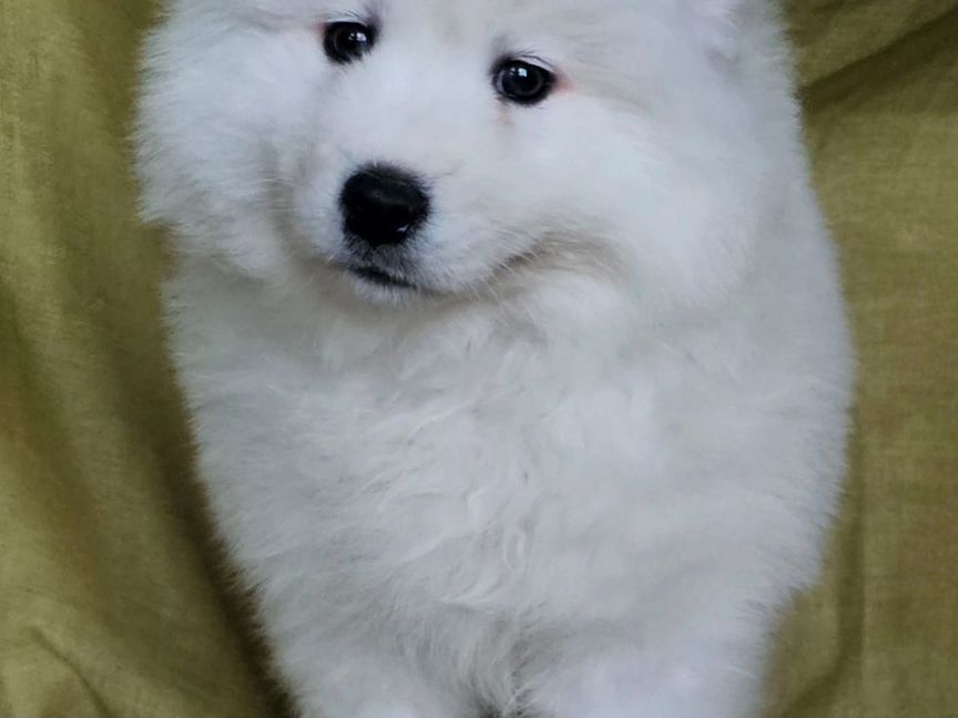 Самоедская лайка щенки