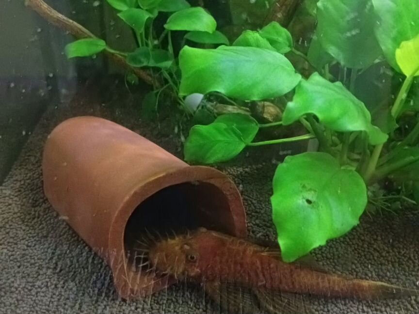 Трубка для нереста сомов