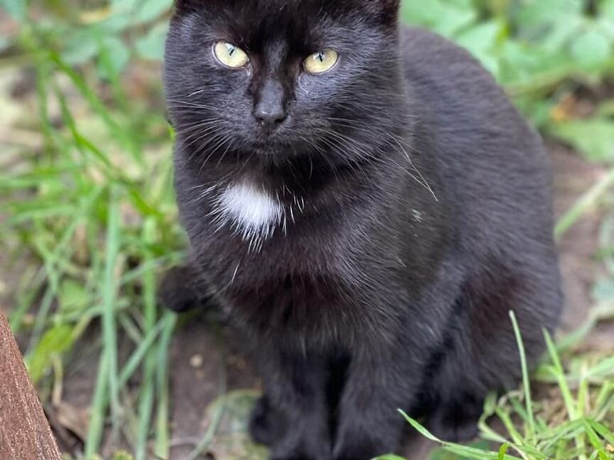 Котенок девочка в добрые руки
