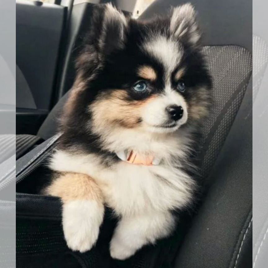 Помски мини