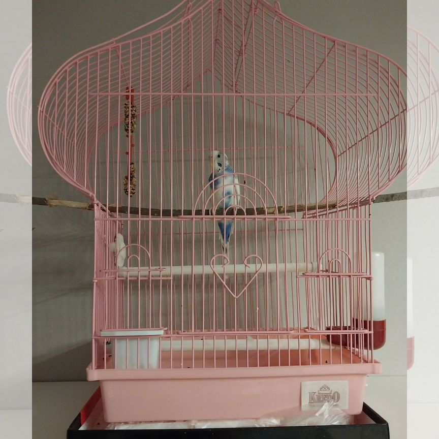 Волнистый попугай с клеткой