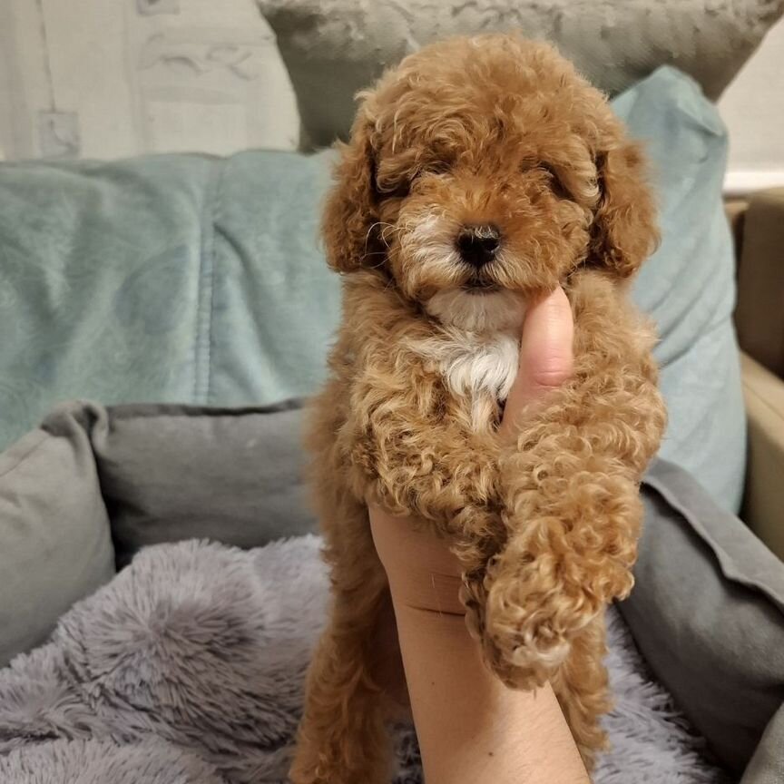 Мальтипу ф1 мини