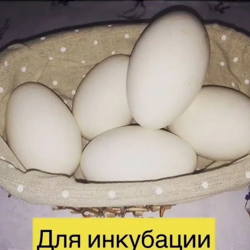 Яйца гусиные для инкубации Линда