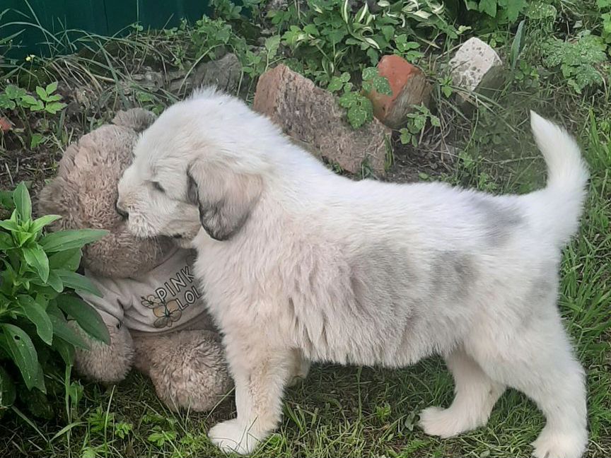 Щенок южнорусской овчарки