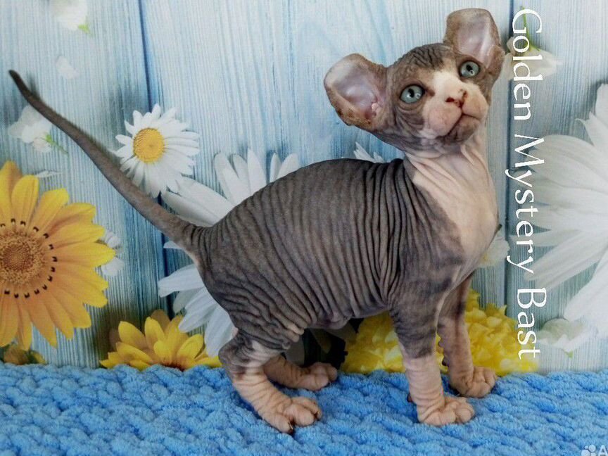 Эльф Сфинкс