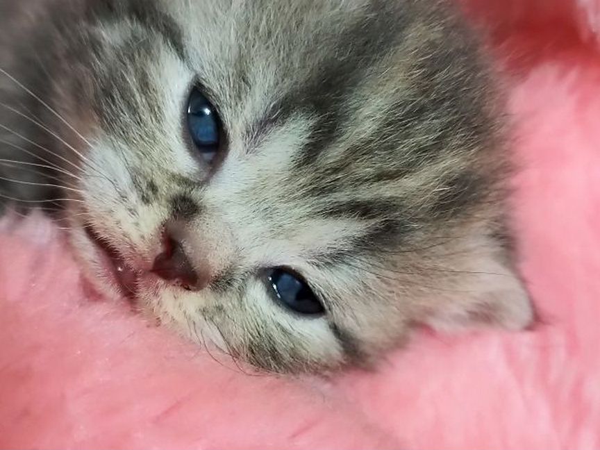 Шотландские котята