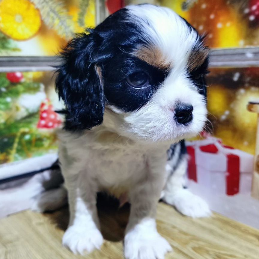 Кавалер кинг-чарльз-спаниель, щенок