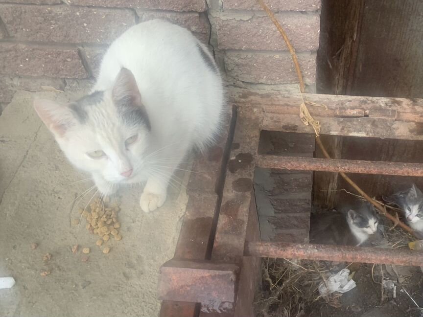 Кошка с одним котенком замерзают, помогите