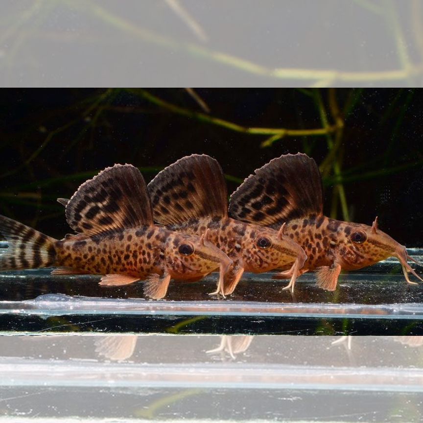 Коридорас изумрудный брохис - Brochis splendens