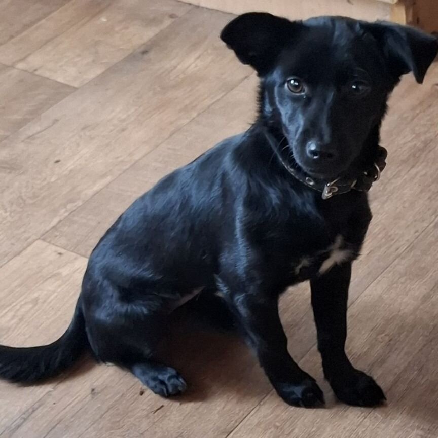 Щенок в добрые руки