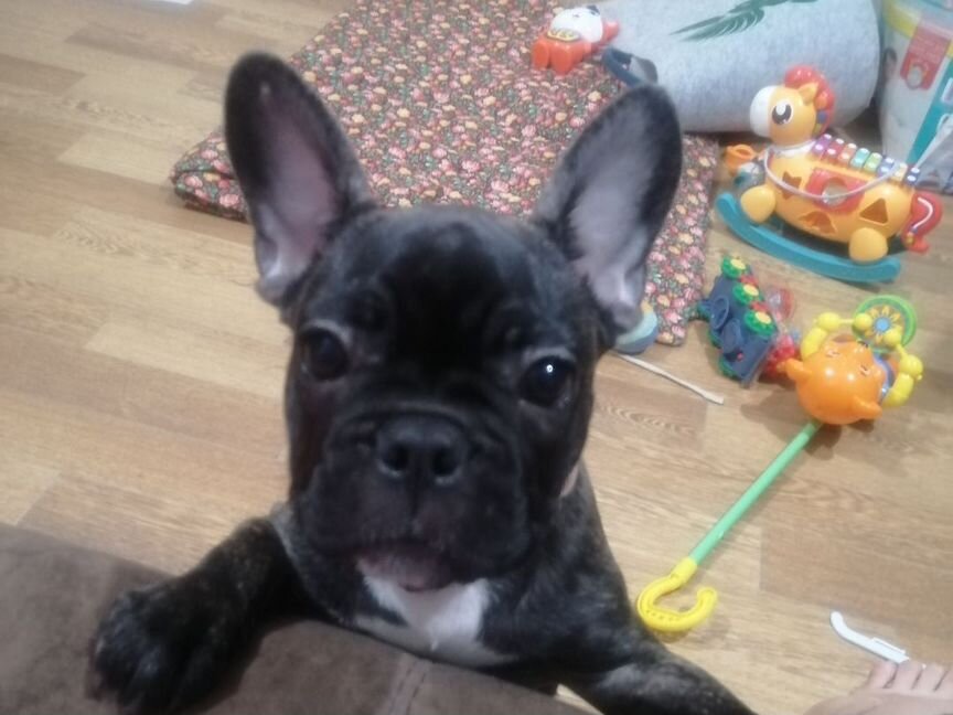 Продается щенок