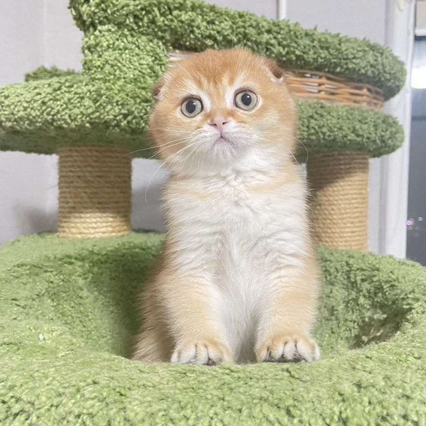 Котята золотая шиншилла
