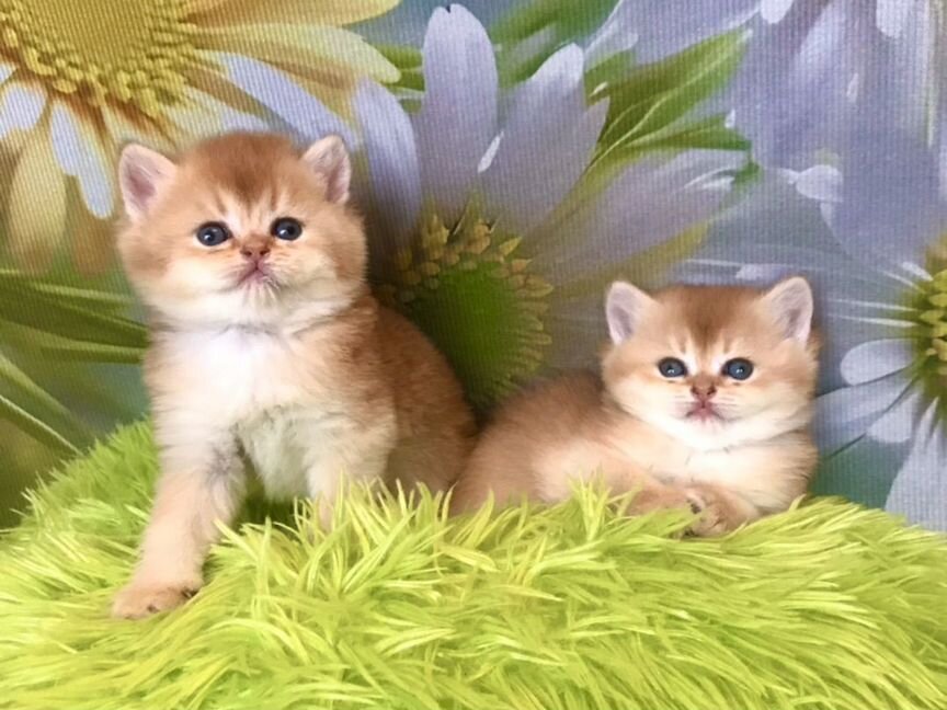 Шоколадное золото