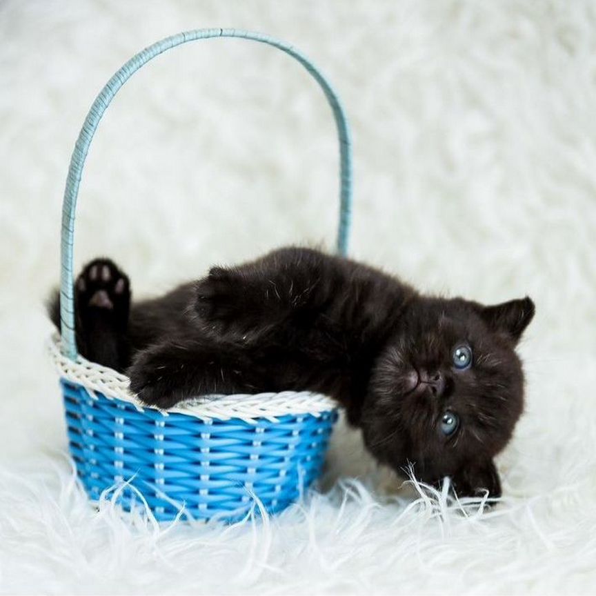 Британские котята с родословной