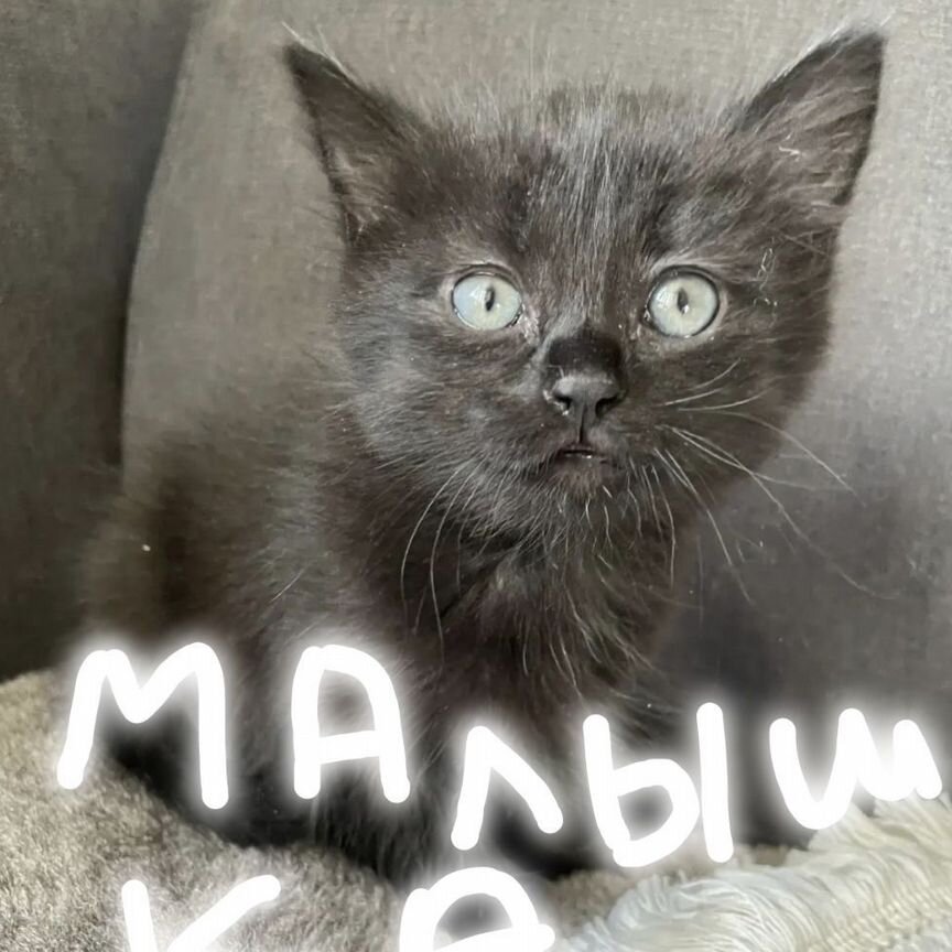 Котёнок в добрые руки