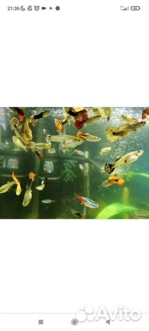 Аквариумные рыбки